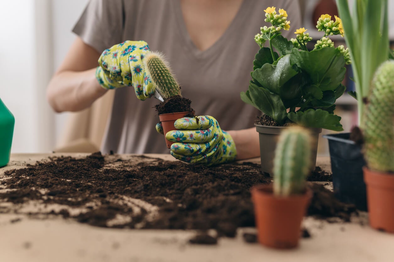 Comment transplanter un cactus sans l’endommager ni vous blesser ...